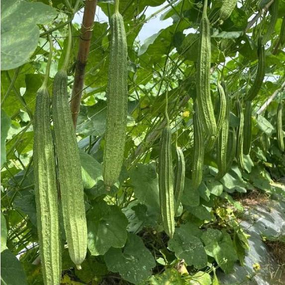 PATOLA TAGALOG SEEDS(20seeds/1pack)VEGETABLE SEEDS/HIGH GERMINATION ...