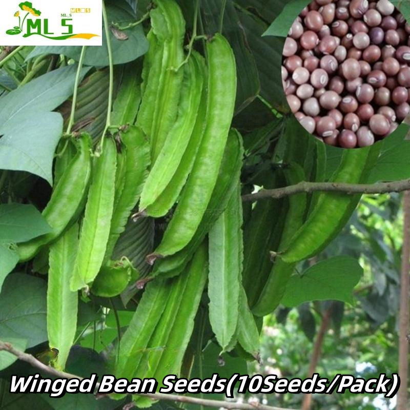 Winged Bean/ Sigarilyas Seeds(10Seeds/Pack)/Vegetable Seeds | Shopee ...