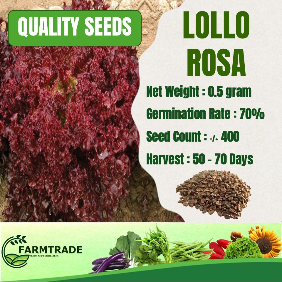 Red Lettuce - Lollo Rosa (500 seeds) | Shopee Philippines