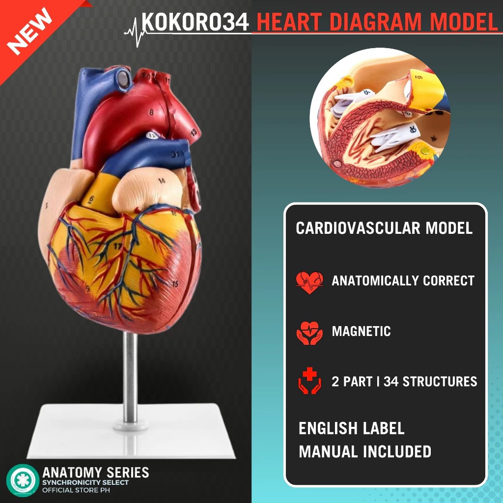 KOKORO34 HEART DIAGRAM MODEL - 1:1 Human Heart Anatomy - Anatomically ...