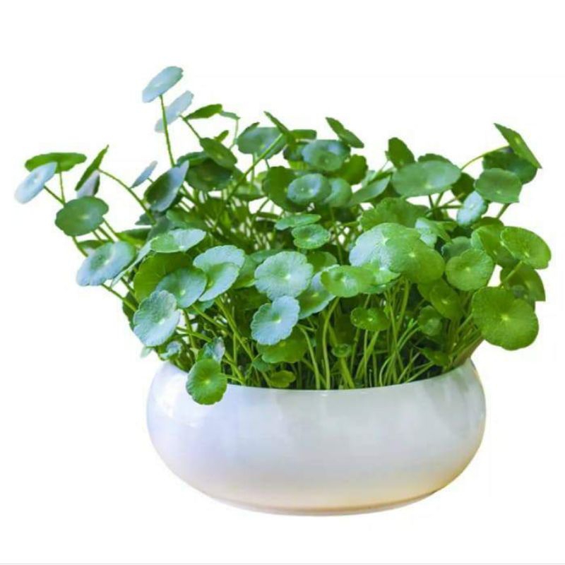 MONEY PLANT /LUCKY PLANT/ PENNYWORT (25 to 30 STEMS uprooted)aquatic ...