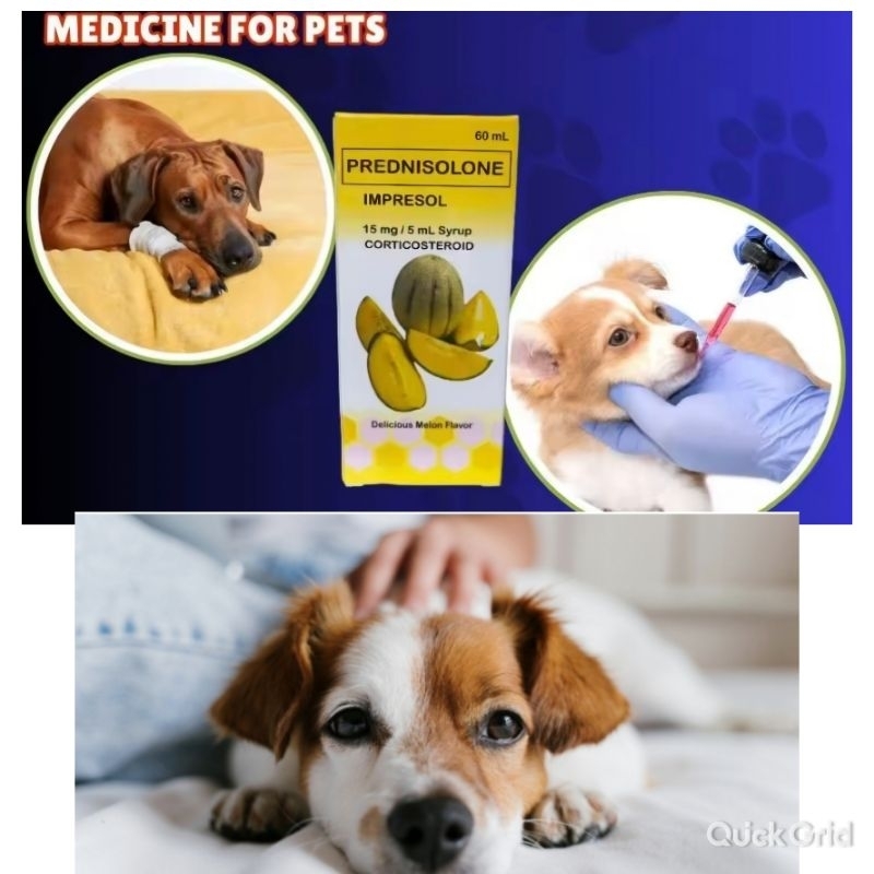 Pet Medication |IMPRESOL| 15mg syrup 60ml melon flavor | Shopee Philippines