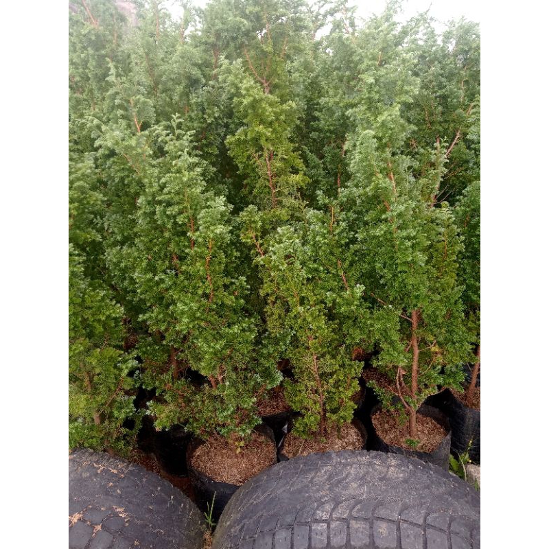 4ft and up silver Cypress pine tree | Shopee Philippines