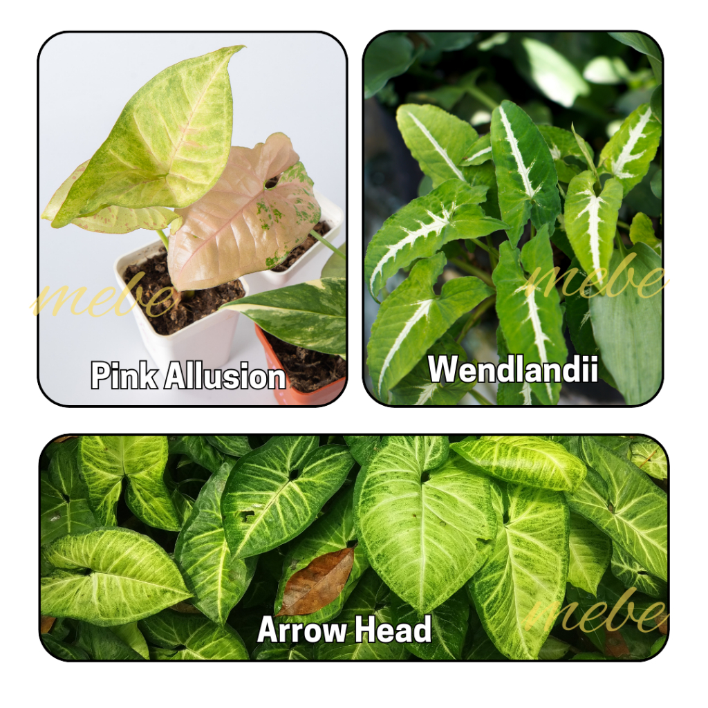 Syngonium Varieties (Luzon only) | Shopee Philippines