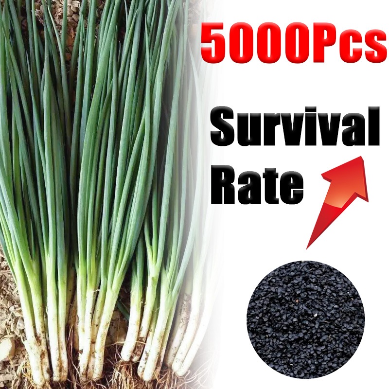 Bunching Onion Seeds Spring Onion Seeds Scallion Seeds High Survival ...