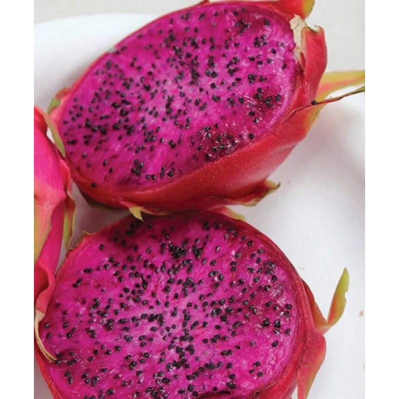 Dragon fruit cutting x4 (purple) | Shopee Philippines