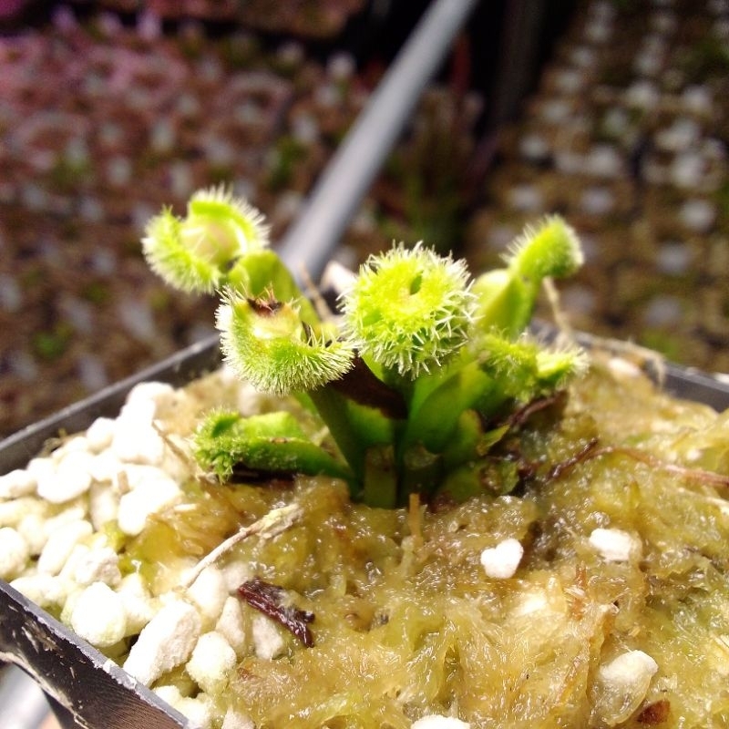 Venus flytrap ST. PATRICK'S BEARD ( potted/carnivorous/ seeds ...