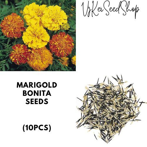 Marigold Bonita Seeds (10pcs) | Shopee Philippines