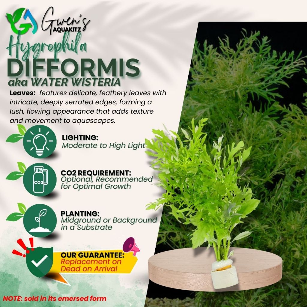 HYGROPHILA DIFFORMIS / WATER WISTERIA (5stems) by Gwen's Aquakitz - Low ...