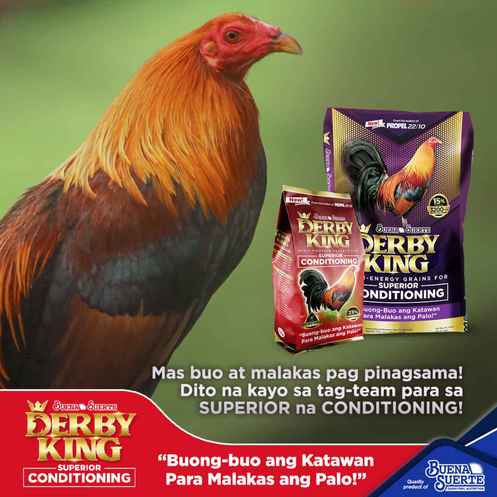 Derby King Hi Protein Pellets / Grains Superior Conditioning 1kg ...