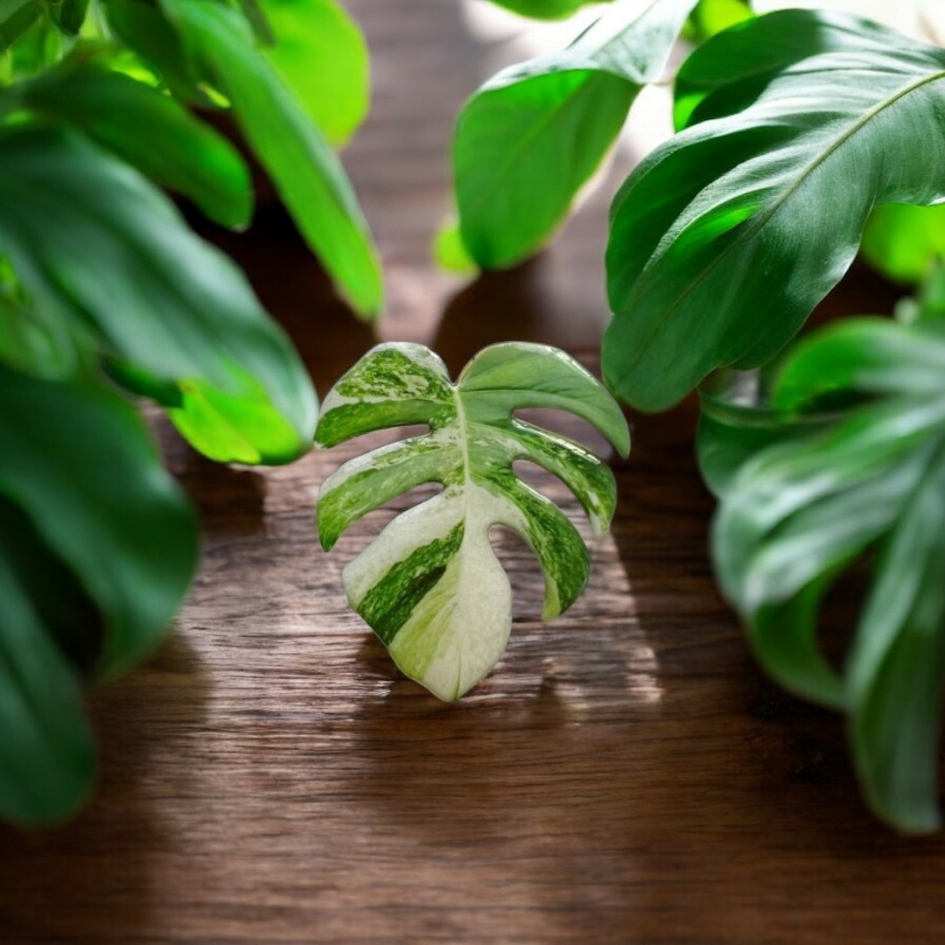 Plant Design Ref Magnets | Shopee Philippines