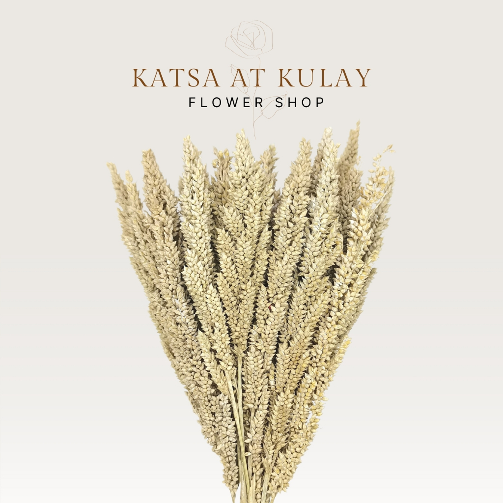 Dried Trigo (FINGER MILLET) | Shopee Philippines