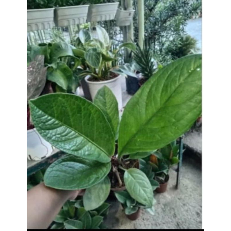 Cardboard Anthuriums | Shopee Philippines