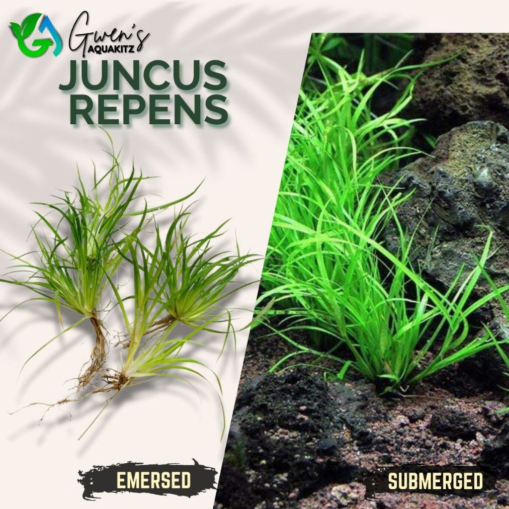 JUNCUS REPENS (sold in 2 bulbs) by Gwen's Aquakitz - Rare Aquatic ...