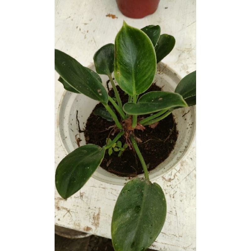 Apple Congo philodendron | Shopee Philippines