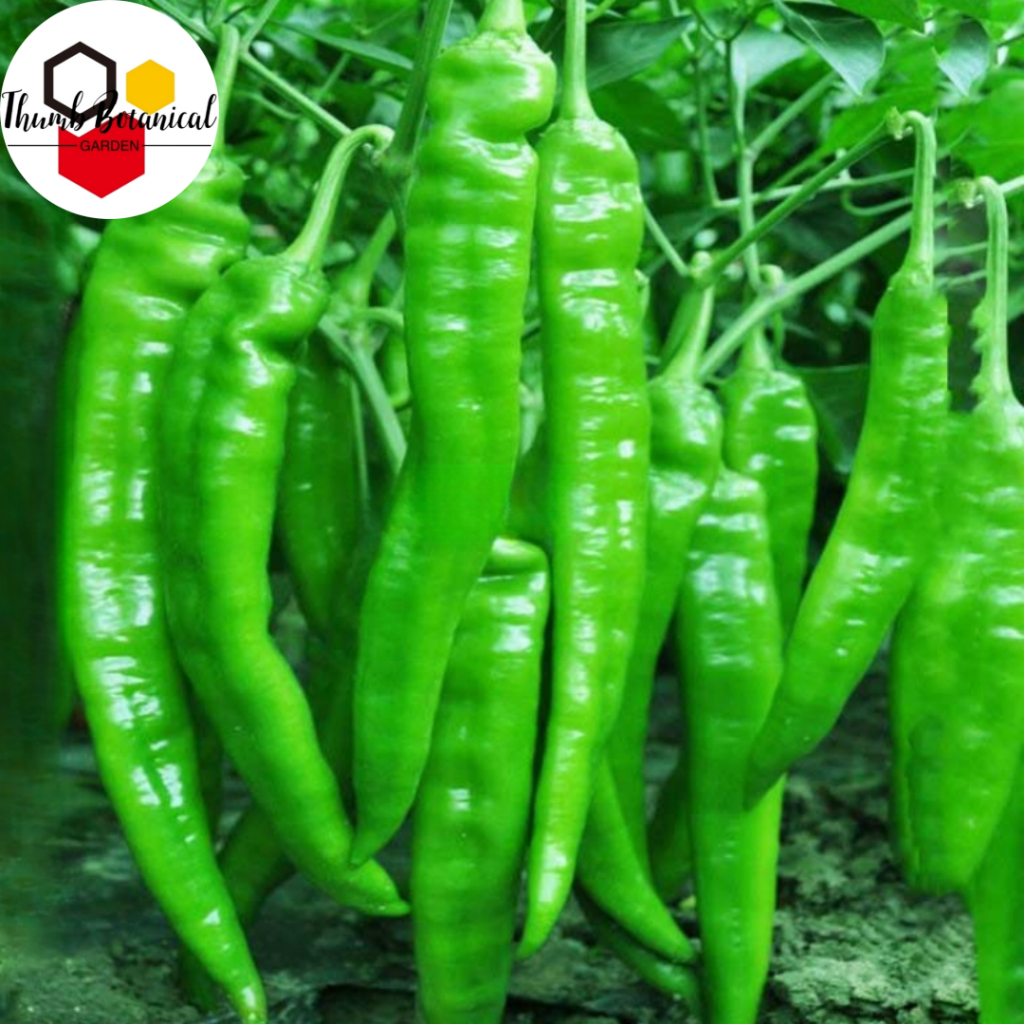 100 Seeds/pack SILI PANIGANG / Siling Haba / Hot Pepper Green / Bicol ...
