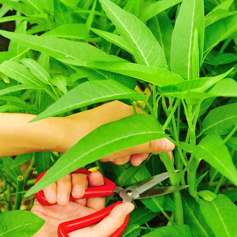 （100seeds/pack）Chinese Kangkong Seeds / Upland Kang kong / Water ...