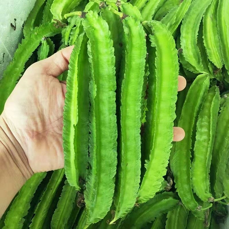 Winged Bean Seeds（5seeds）/High yield/Vegetable Seeds/High germination ...