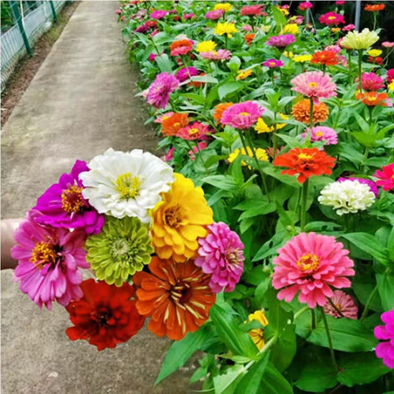 100 Seeds Zinnia Flower SEEDS (Zinnia Elegans) - Mixed Colors | Shopee ...