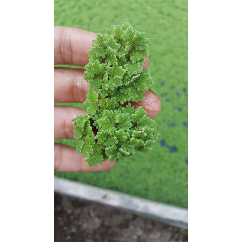 Azolla floating plants ( per cup ) | Shopee Philippines