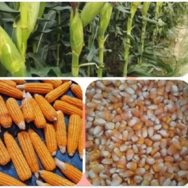 Hybrid corn Seeds DEKALB/PIONEER/NK6410 Variety feed corn | Shopee ...