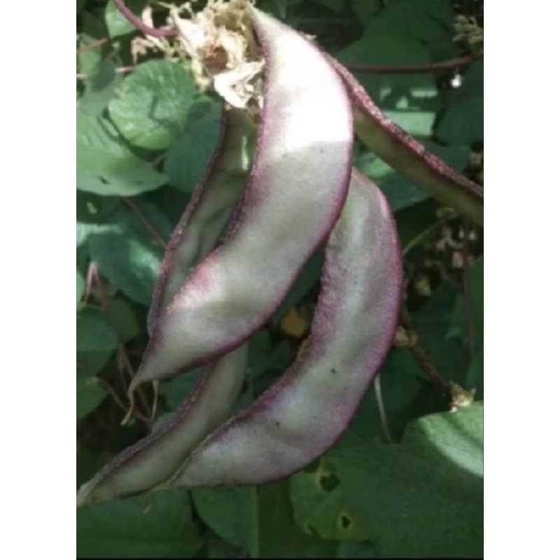 Bataw green/Bataw purple for planting (Hyacinth Bean)10 seeds | Shopee ...