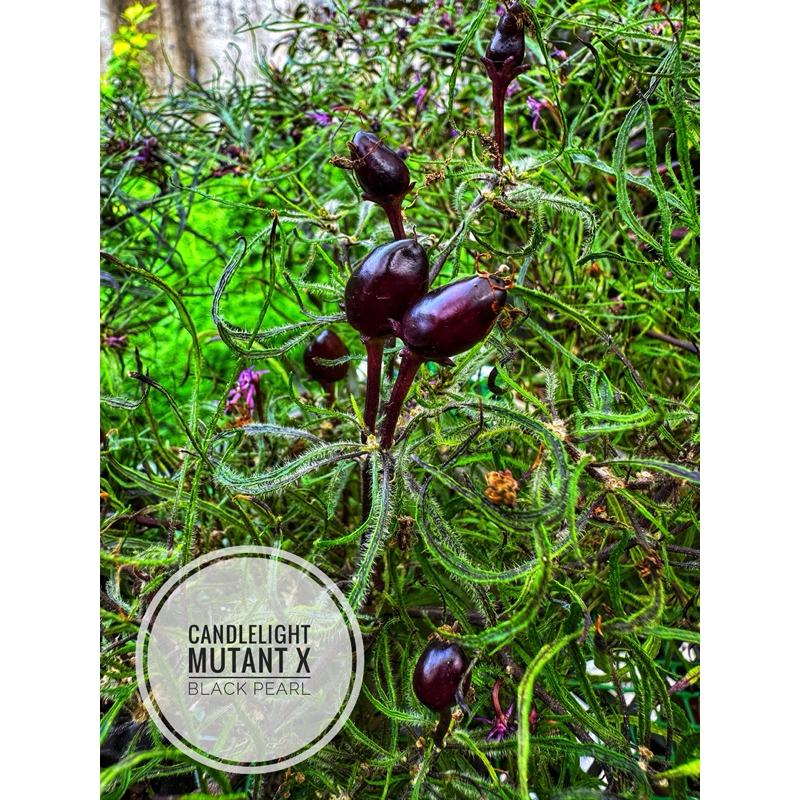 Black Pearl x Candlelight Mutant Pepper Seeds (10 pcs) | Shopee Philippines