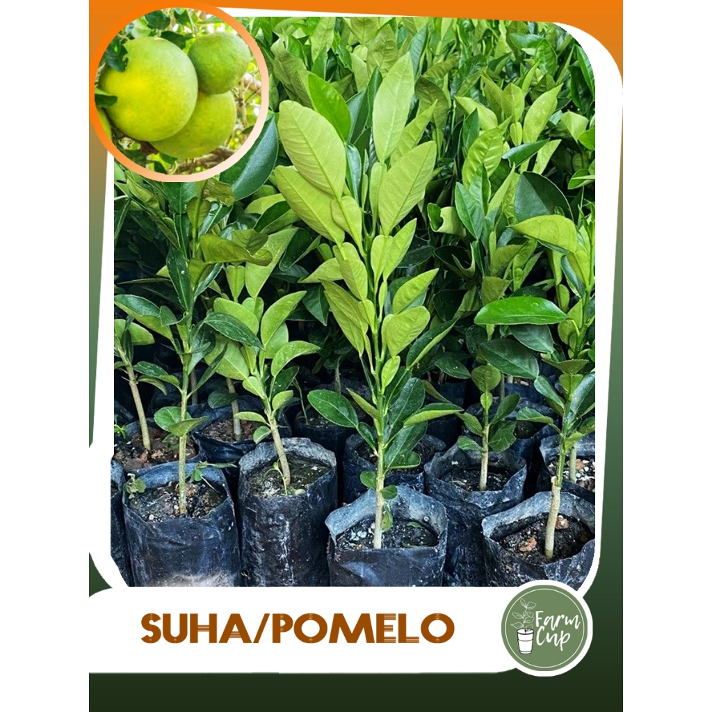 SUHA/POMELO GRAFTED (Davao) SEEDLINGS | Shopee Philippines
