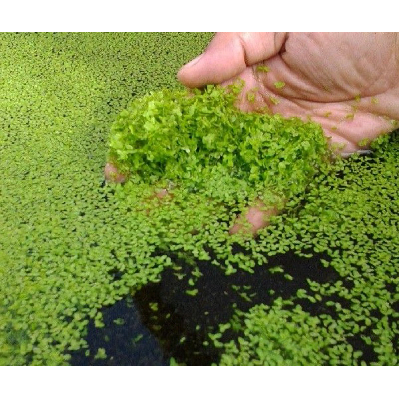 Duck weed floating plants (100g) | Shopee Philippines