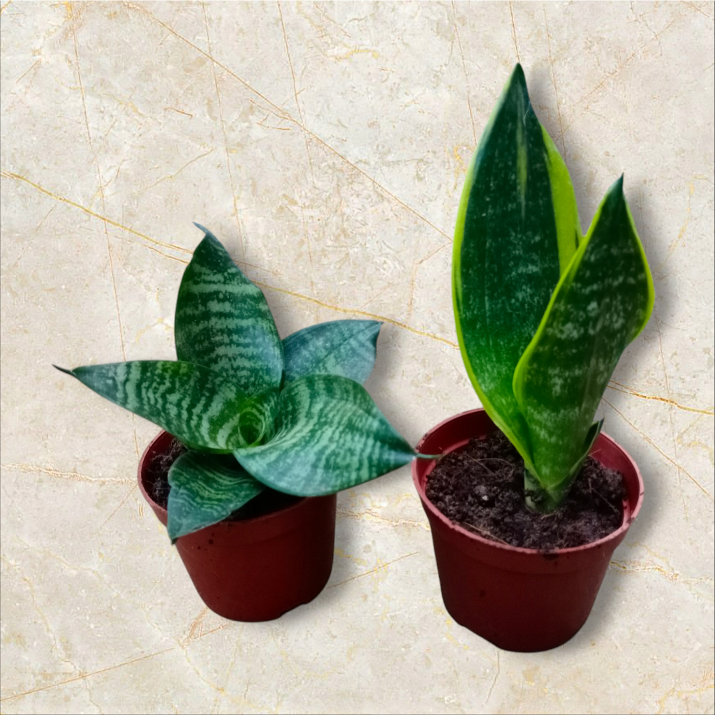 Sanseveria/Dwarf Snake Plant/Black Star/Gold Flame/Boncel | Shopee ...