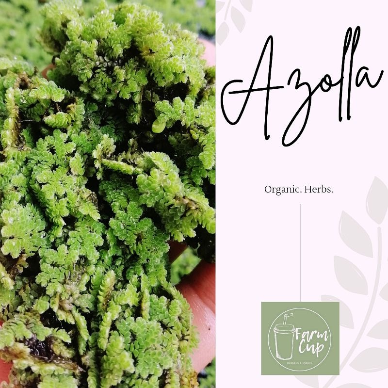 AZOLLA 50 pesos only per tub | Shopee Philippines