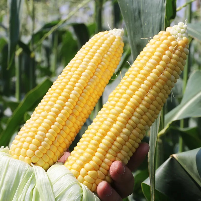 QUEEN SWEET CORN SEEDS - ( 20 seeds ) Light Yellow Colored Sweet Corn ...