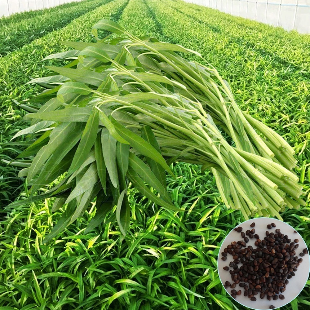 Chinese Kangkong Seeds / Upland Kang kong / Water Spinach Seeds ...