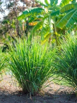 TANGLAD "Lemon Grass"-Leaves, Stalk, Rooted. | Shopee Philippines