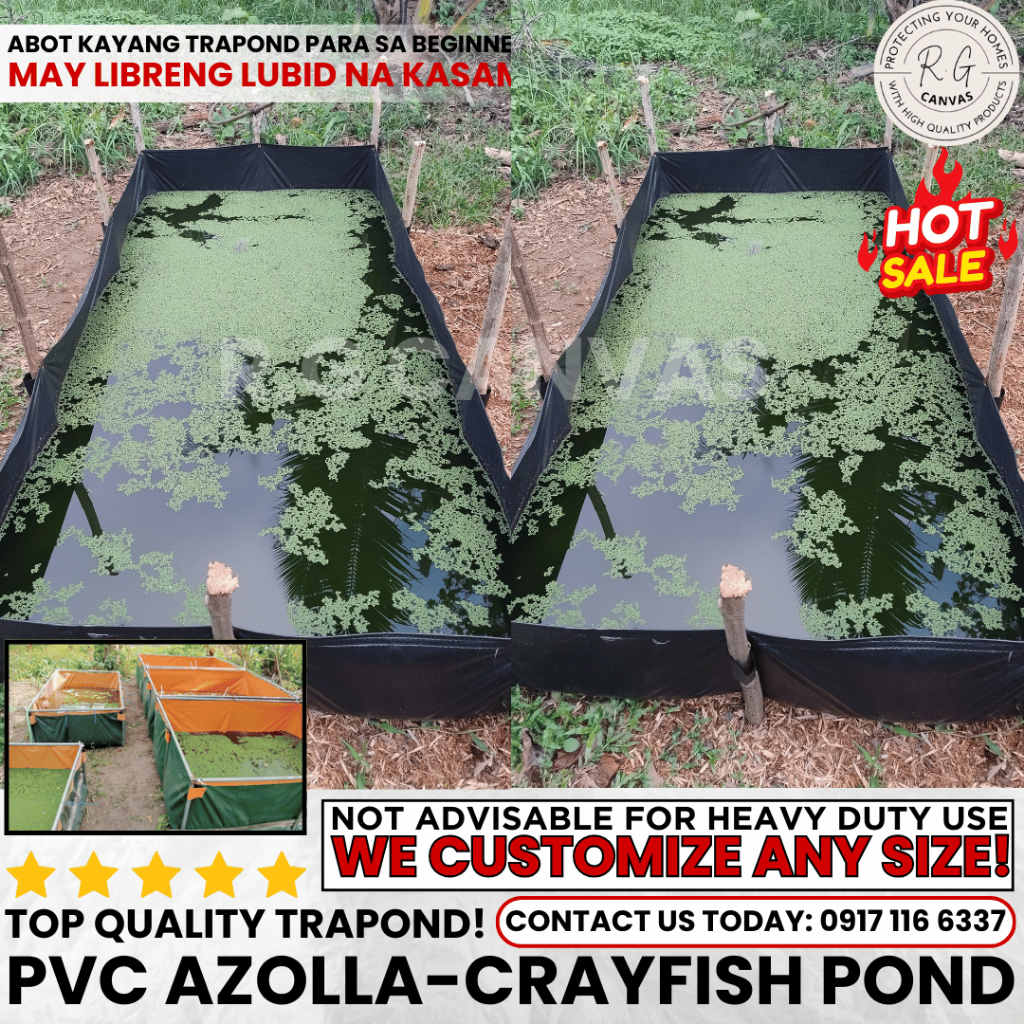 AZOLLA TRAPOND CRAY FISH POND KOI AZOLLA BED LONA TRAPAL TOLDA POND ...