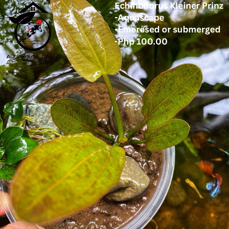 Aquatic and semi aquatic stem plants (please choose J&T) | Shopee ...