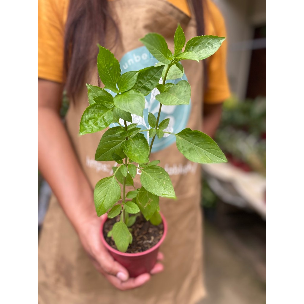 Thai Basil (SMALL - H3RB PLNT) with FREE garden soil - TGC | Shopee ...