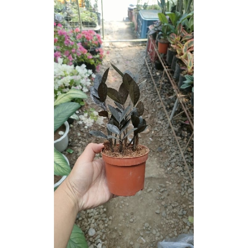 BLACK ZZ PLANT COLLECTION(DWARF) | Shopee Philippines