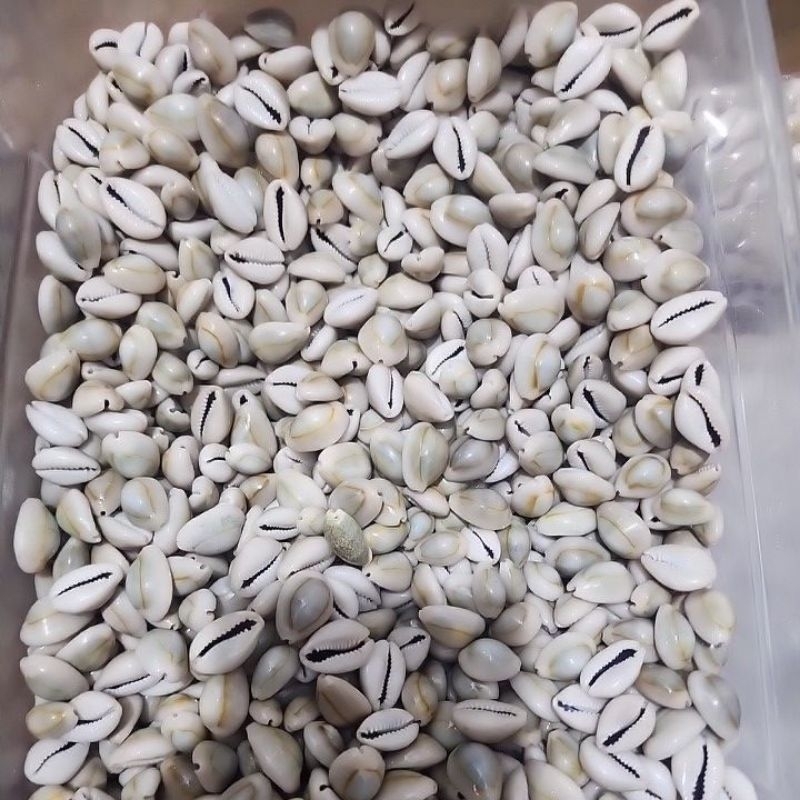 Bulk Sungka shells/Sigay (1 kilo) | Shopee Philippines