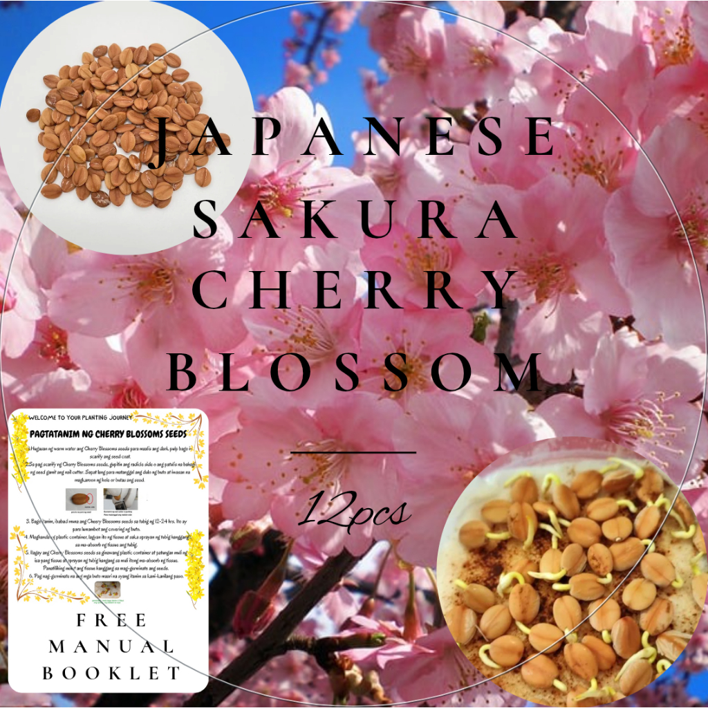 Japan Sakura Pink Cherry Blossom Tree SEEDS 12pcs free booklet | Shopee ...