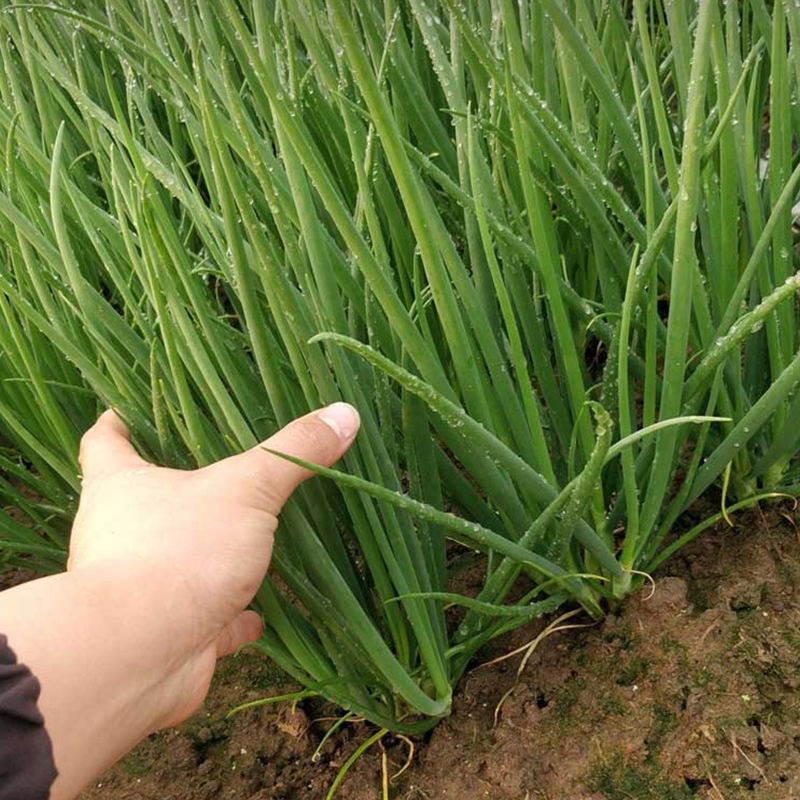 Spring Onion Seeds (500seeds) / Bunching Onion seed - dahon ng sibuyas ...