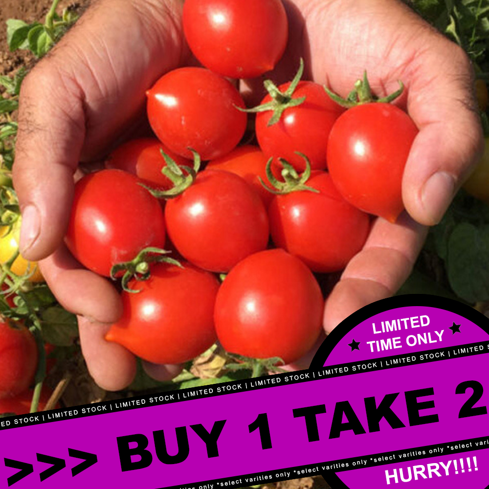 Pomodoro Tomato Cherries Seeds - Cherry Tomato Seeds Pomodoro Tomato ...