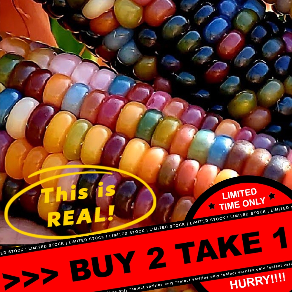 Glass Gem Rainbow Corn Seeds | Vibrant Mexican Heirloom Corn | Grow ...