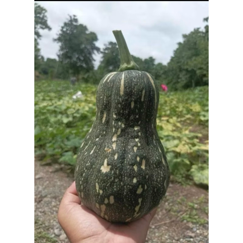 Sofia F1 Kalabasa haba seeds Lagkitan / sofia squash seeds for planting ...