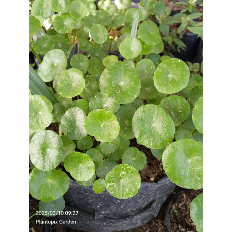 COIN PLANTS PENNYWORTH LUCKY PLANTS(Live/Rooted) | Shopee Philippines