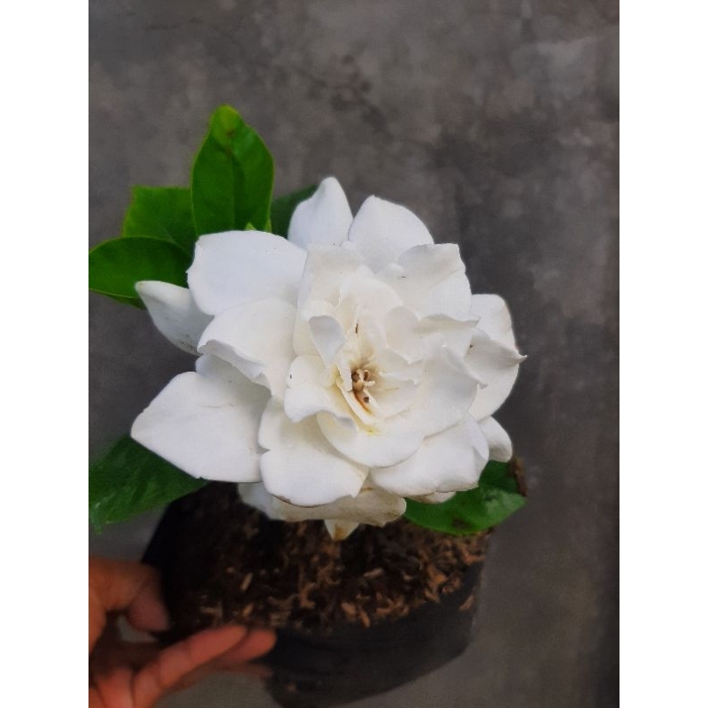 ROSAL GREEN FLOWERING PLANT | Shopee Philippines