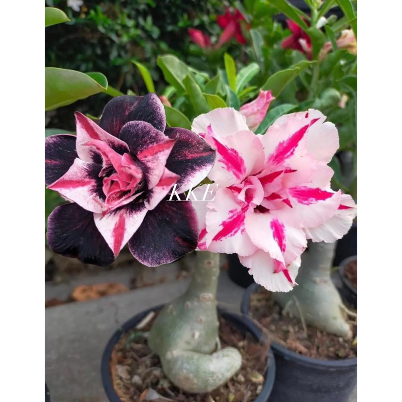 KKE Flower Garden 2in1 2 Different Variety in on adenium, triple petals ...