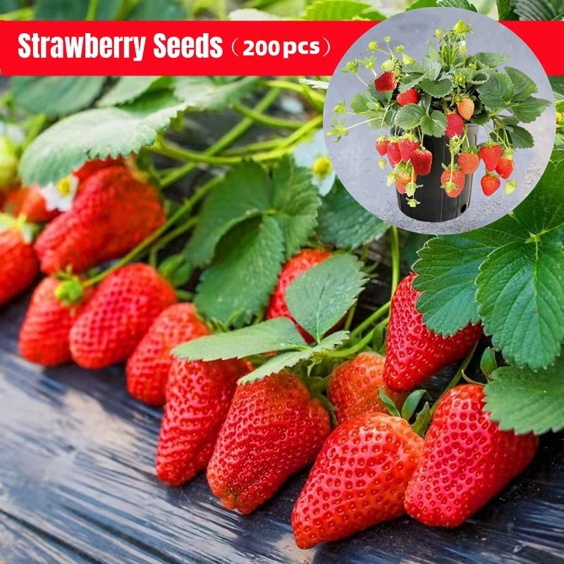 200seeds/pack Giant Strawberry Seeds | Shopee Philippines