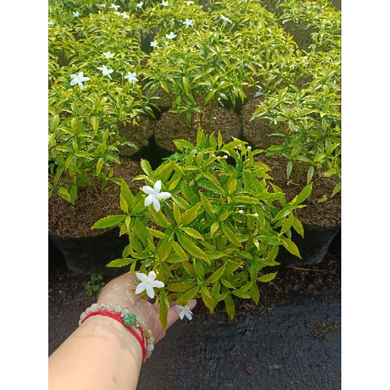 GOLDEN PANDAKAKI Ornamental Plant – Live Indoor/Outdoor Plant in ...