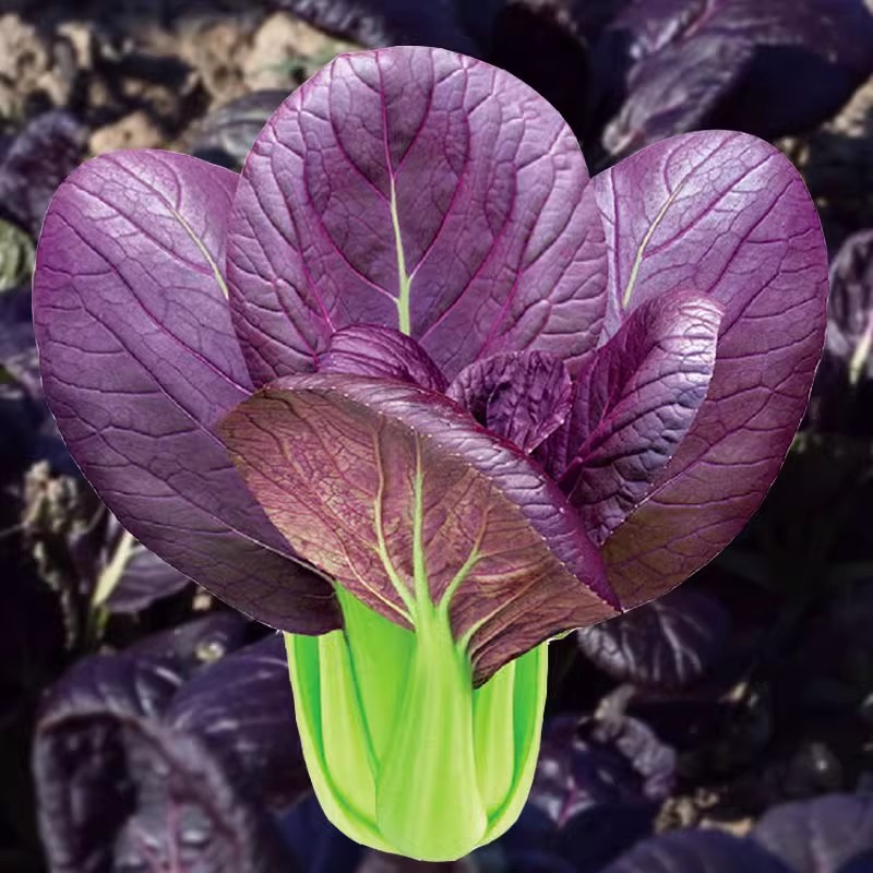 Purple Pechay Pak Choi Vegetable Seeds ( 500 seeds ) | Shopee Philippines
